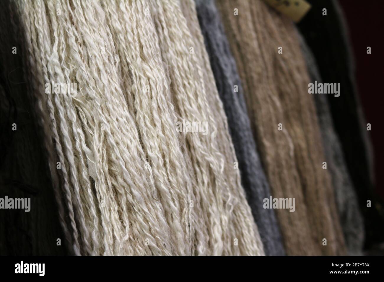 Wool taken from sheep Stock Photo - Alamy
