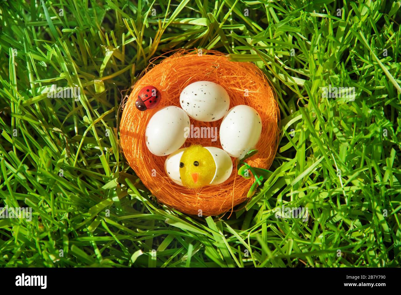 Easter card. a little toy chicken in an orange nest and a ladybug in ...