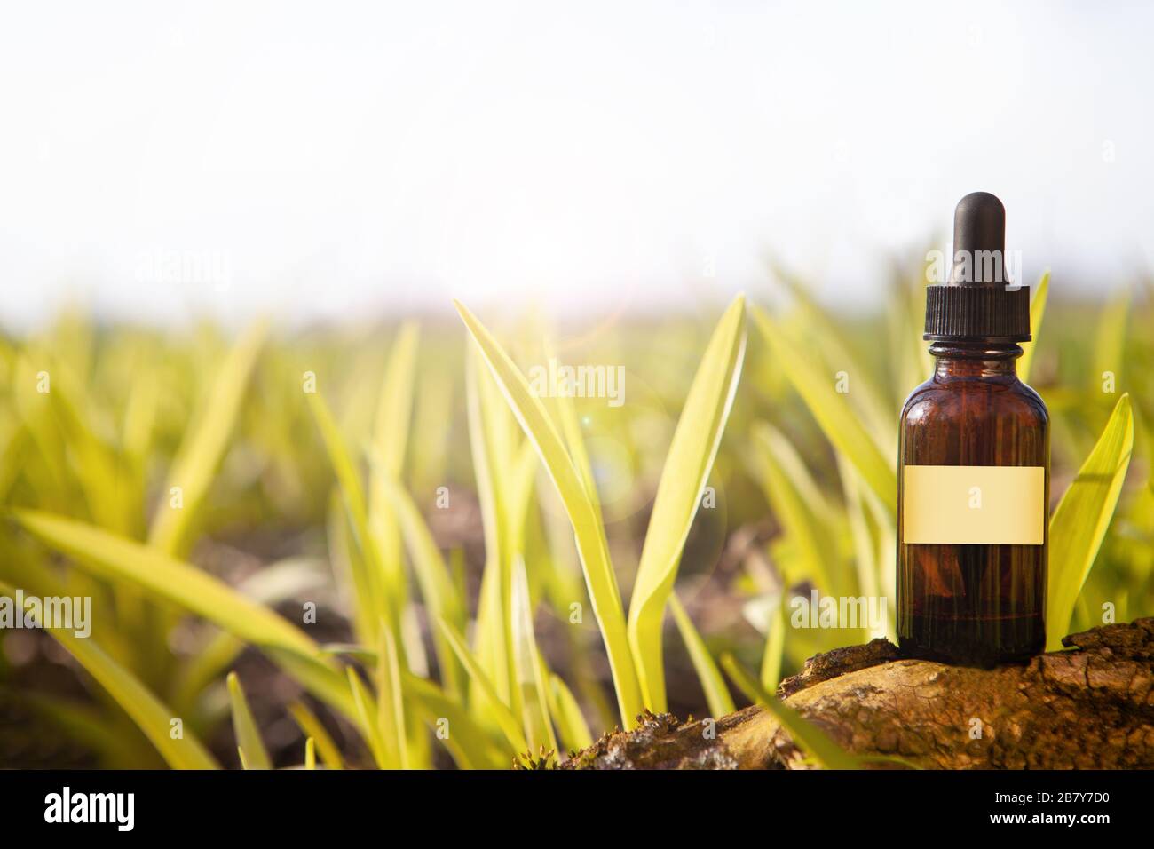 Eco herb extract - pure nature. Young barley - medical bottle Stock ...