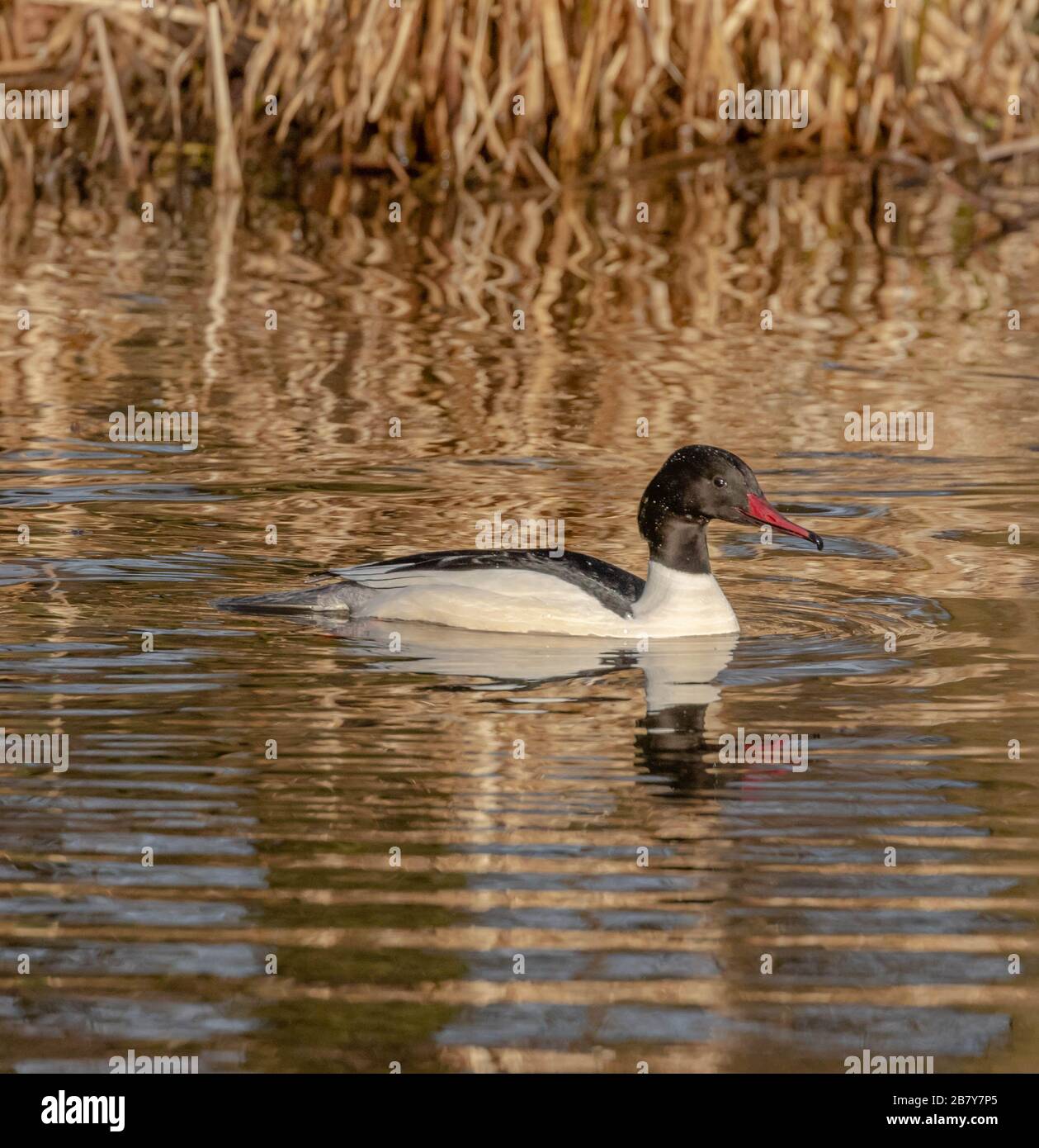 Male Goosander High Resolution Stock Photography and Images - Alamy
