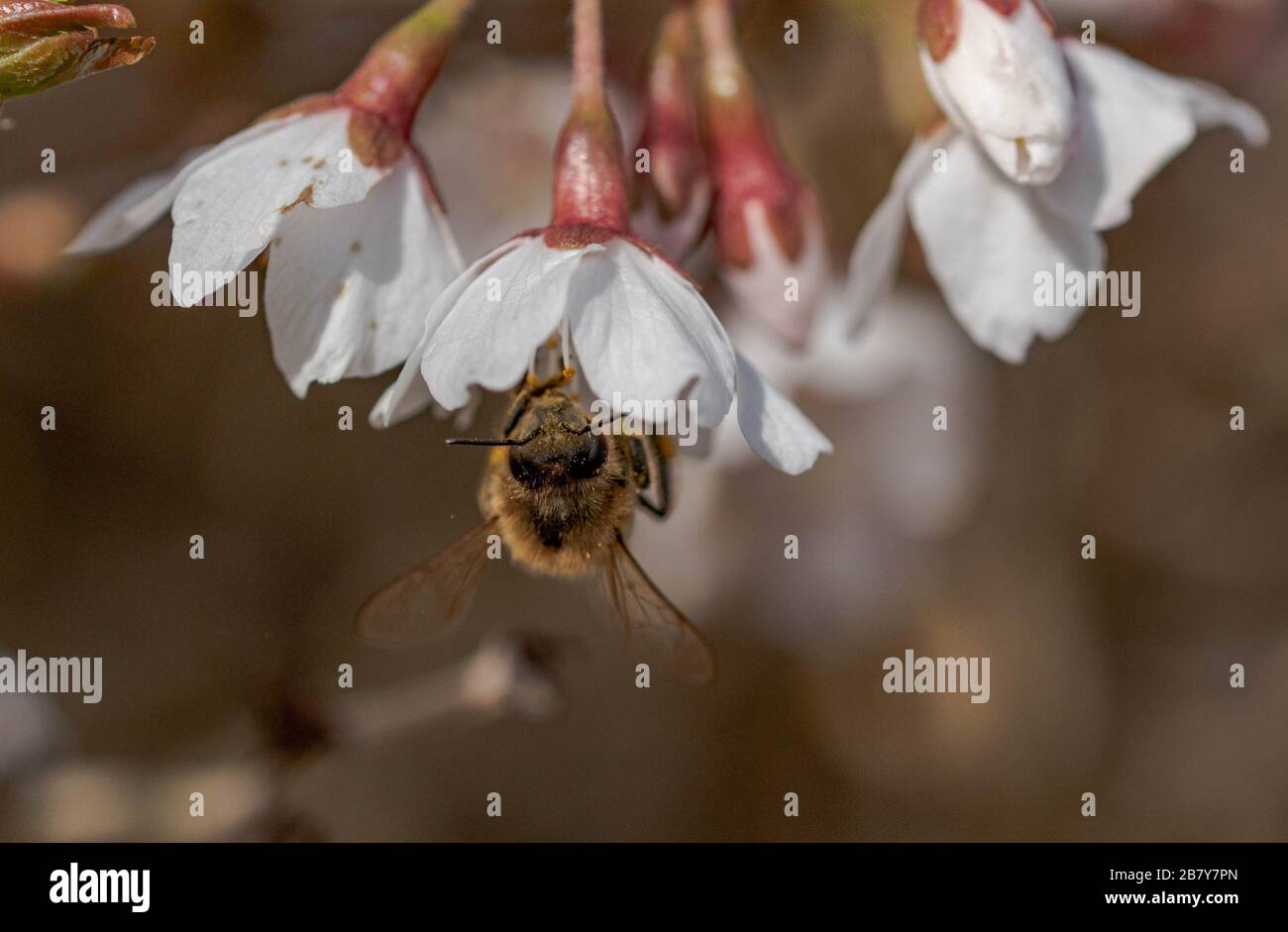 A bumble bee taking pollen from a Prunus Incisa Kojo no mai Stock Photo ...