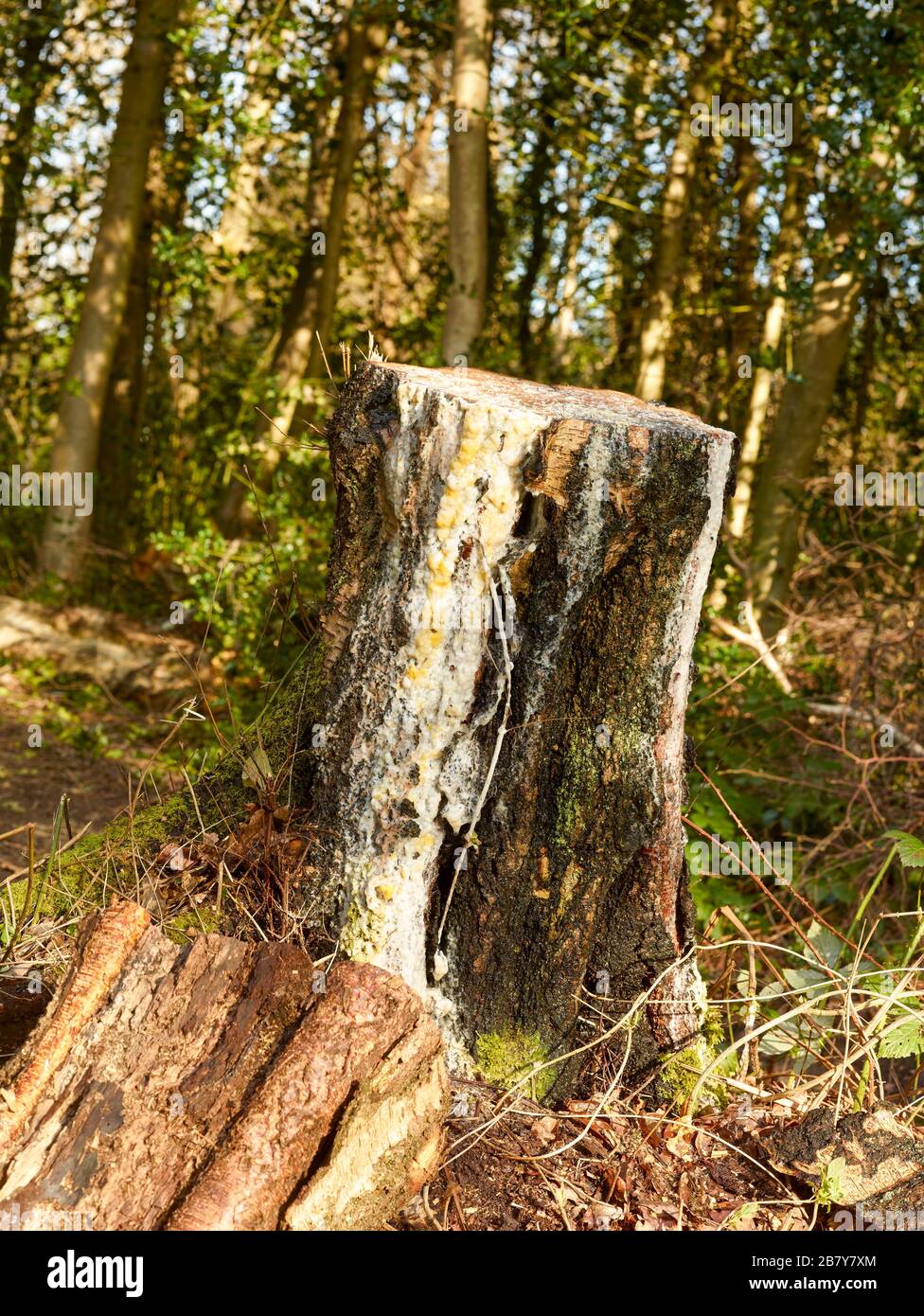 Truncated stump hi-res stock photography and images - Alamy