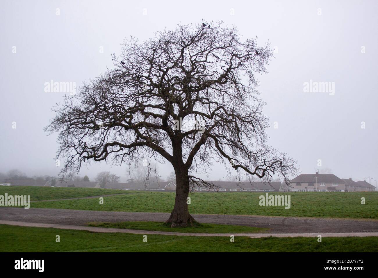 Pandy park hi-res stock photography and images - Alamy