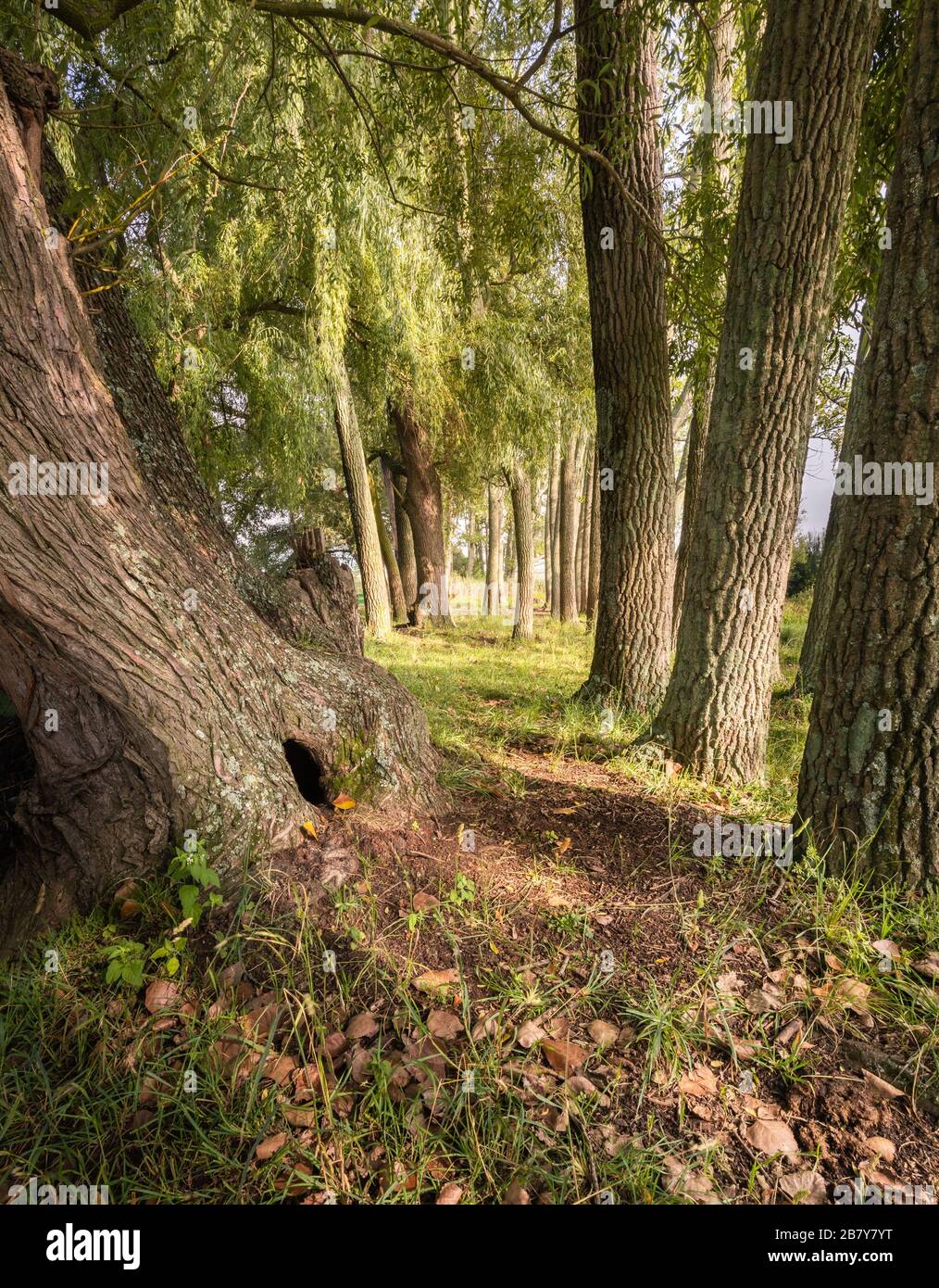 Exploring hiking trails Stock Photo - Alamy