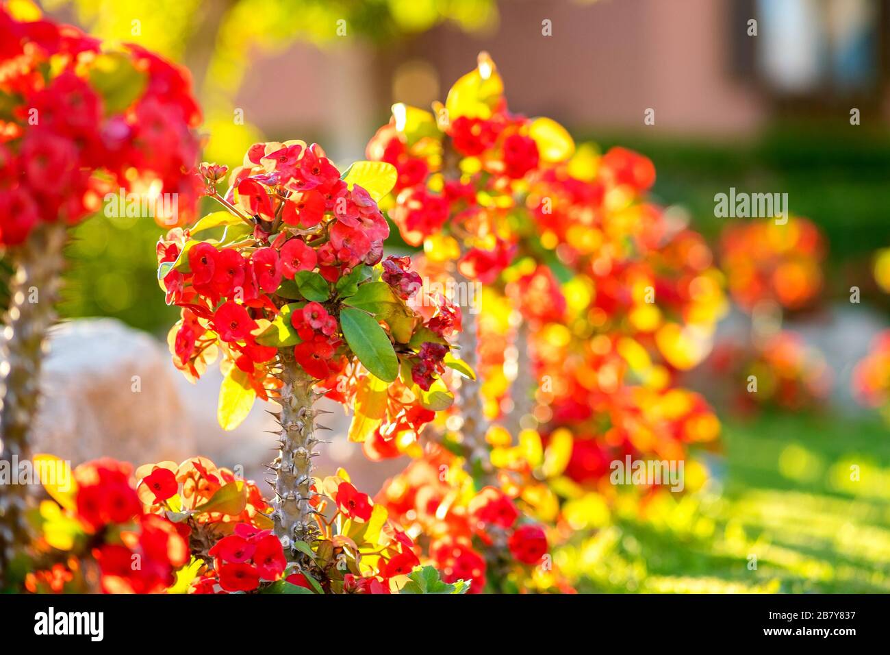 Red small decorative flowers with sharp spikes on tall stems growing in ...