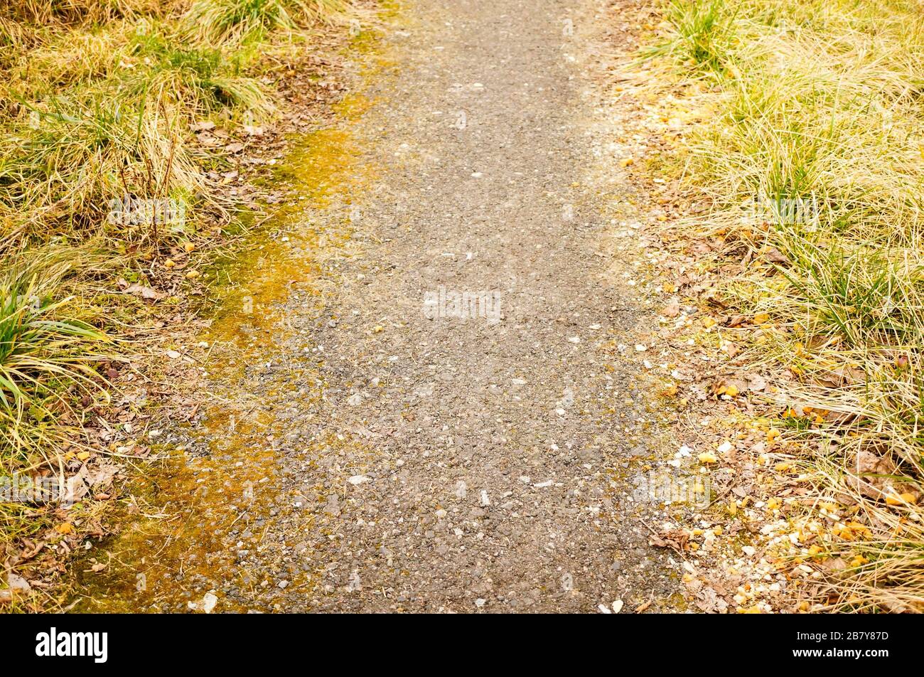 Closeup shot of a pathway in the park surrounded by leaves and grass ...
