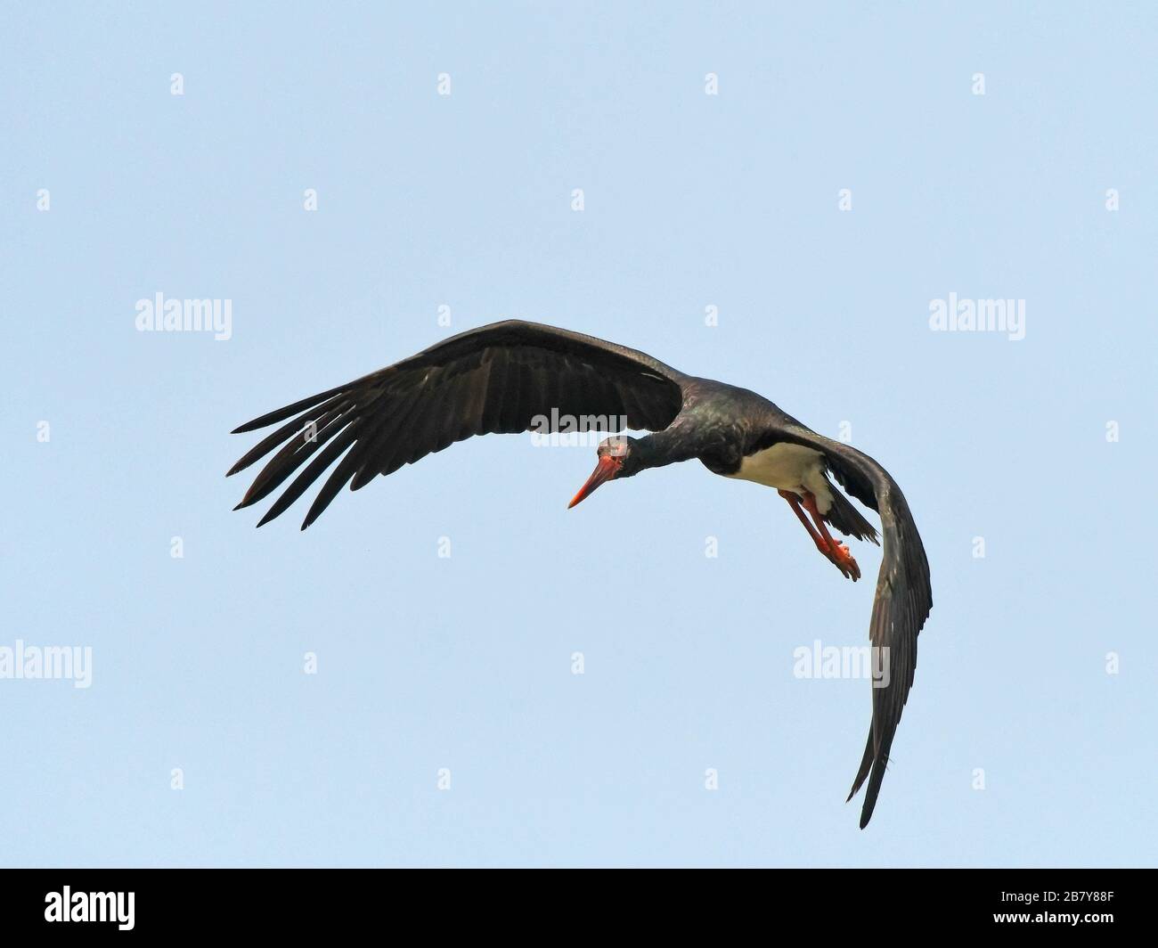Black stork (Ciconia nigra) flying Stock Photo - Alamy