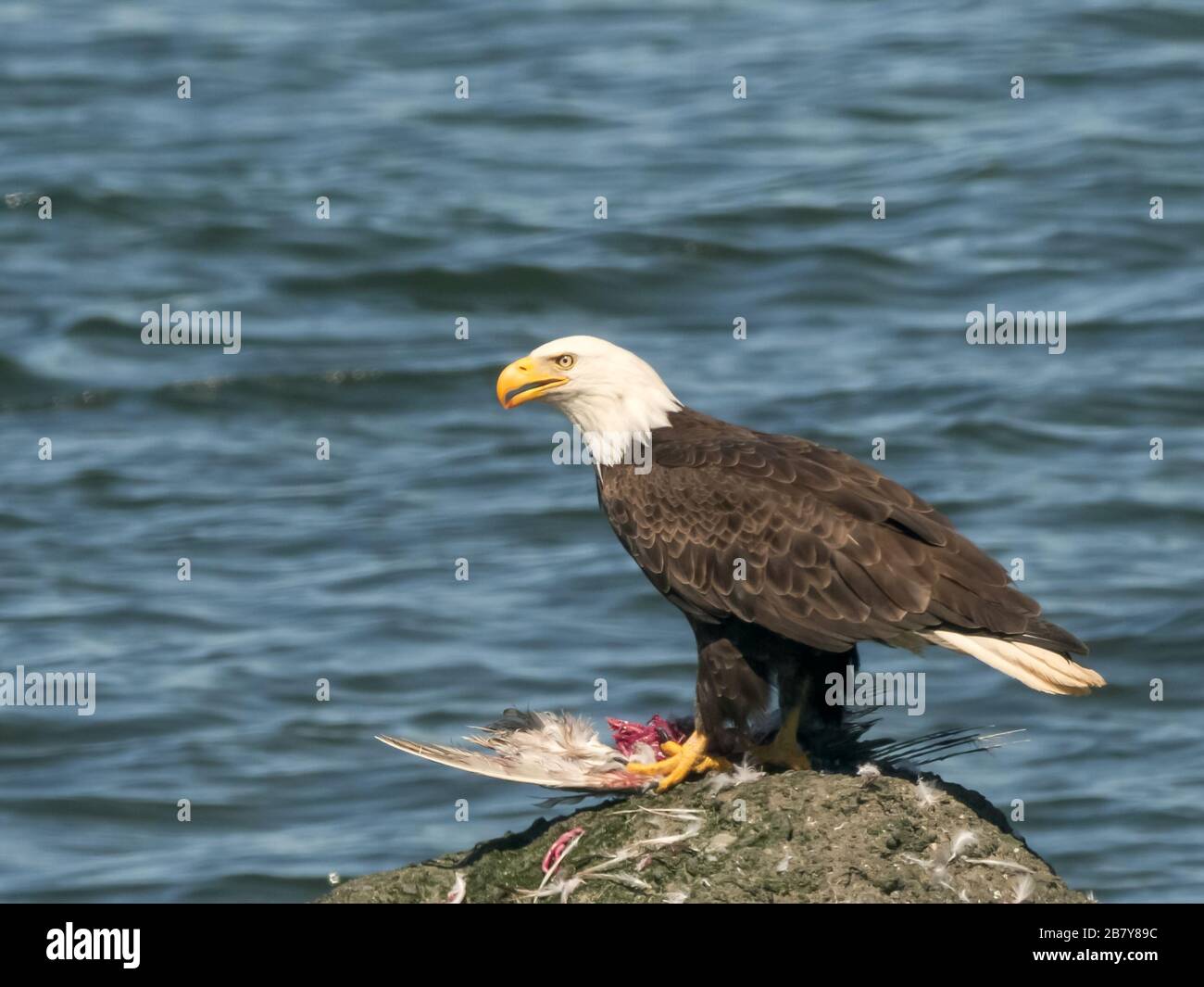 a feeding bald eagle at neah bay Stock Photo - Alamy