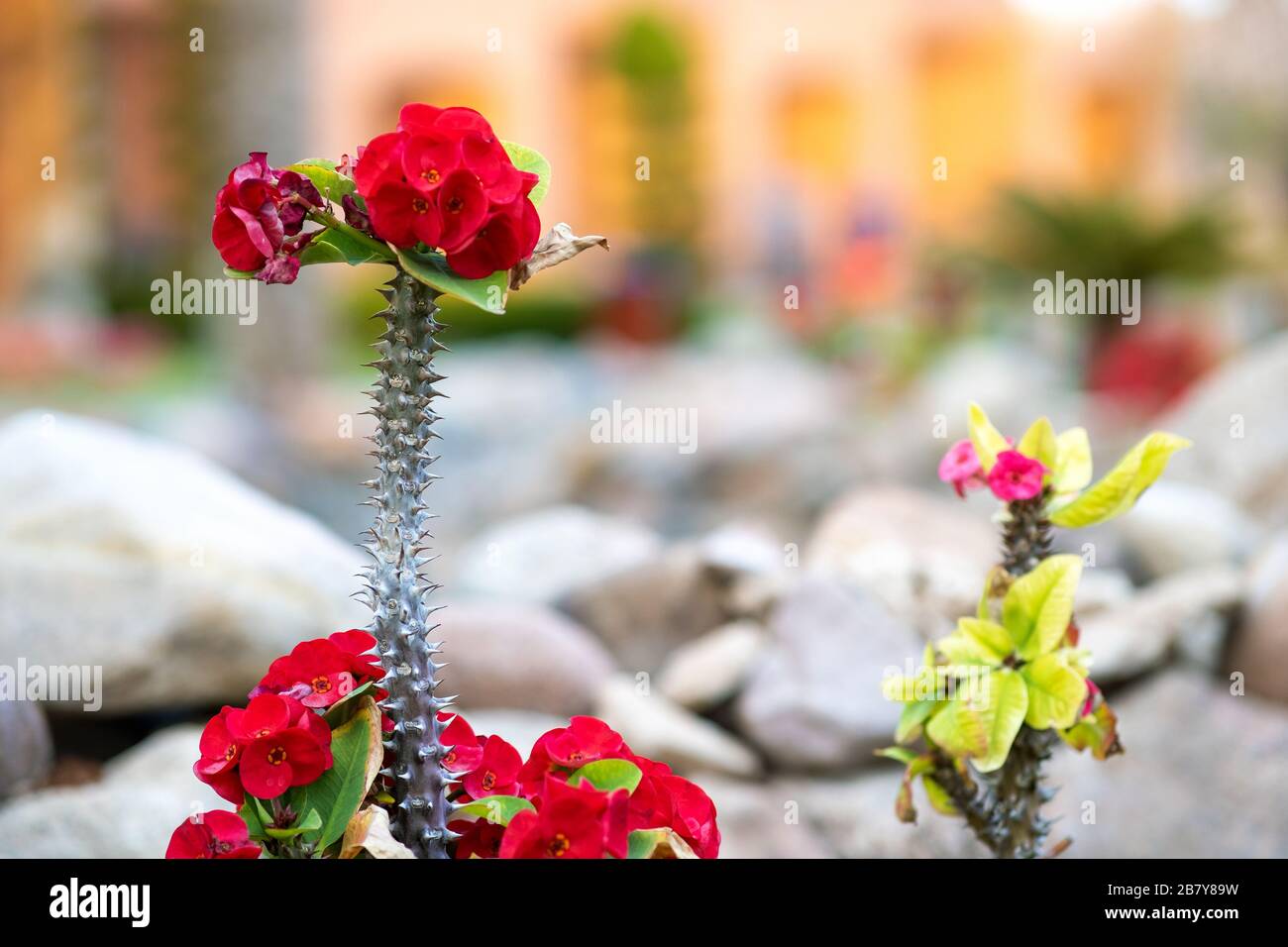 Red decorative flowers with sharp spikes growing in summer park Stock ...