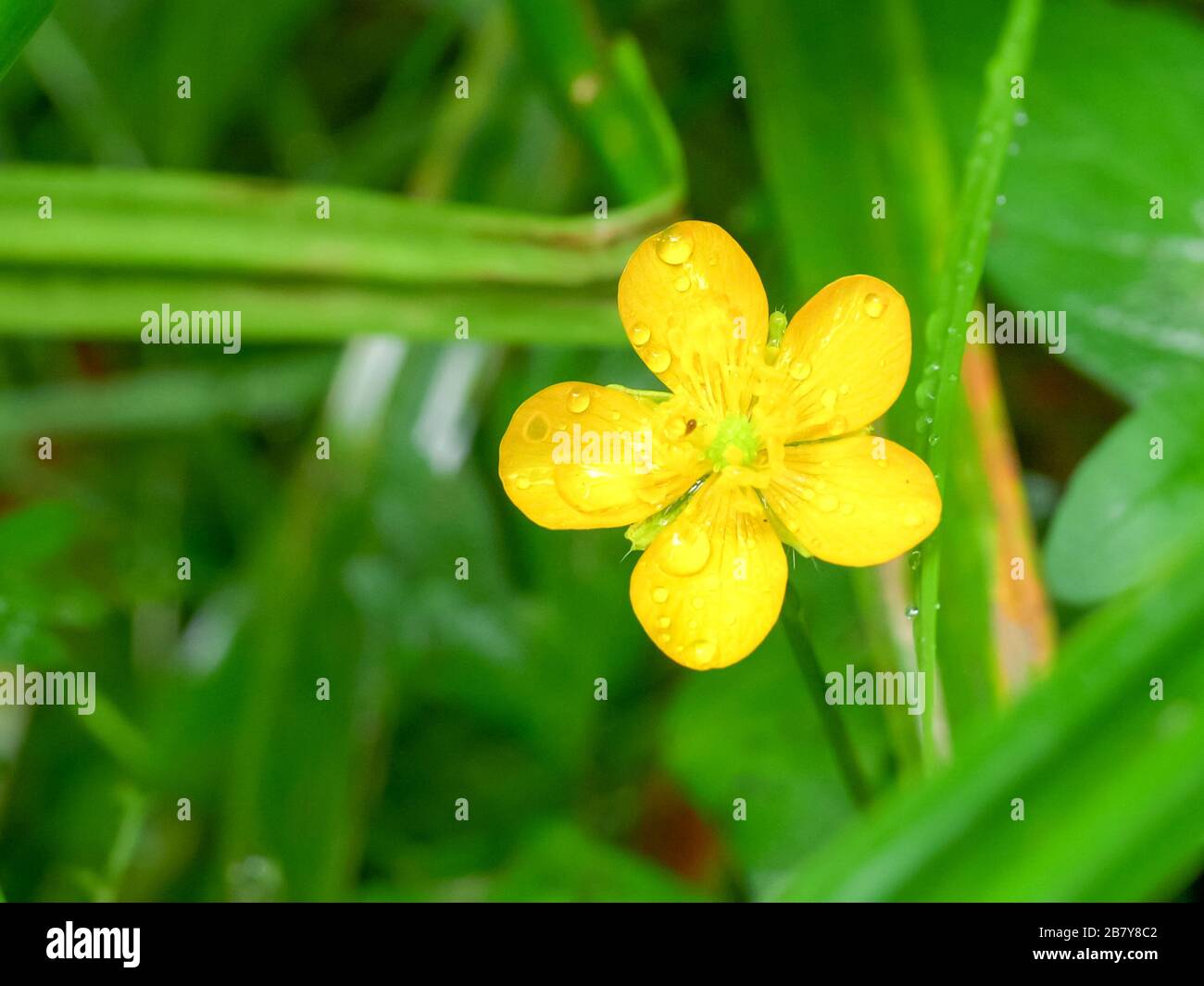 Buttercup Wildflower High Resolution Stock Photography and Images - Alamy