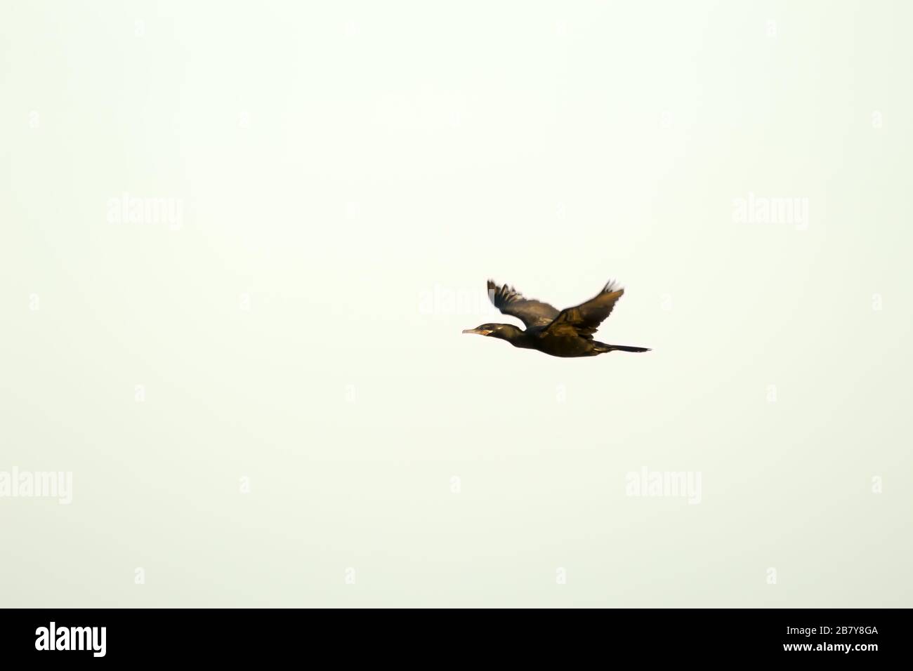 Bird flying in a clear sky with no clouds Stock Photo - Alamy