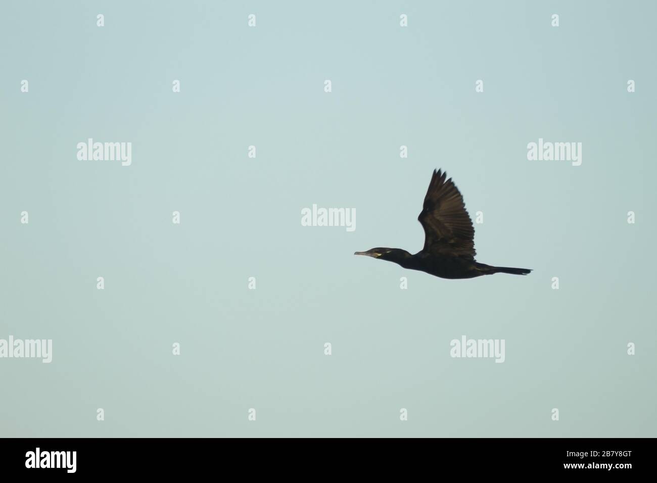 Bird flying in a clear sky with no clouds Stock Photo - Alamy