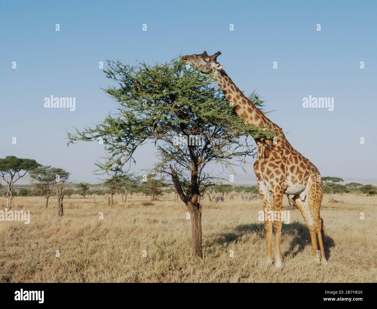 Giraffe chewing hi-res stock photography and images - Alamy