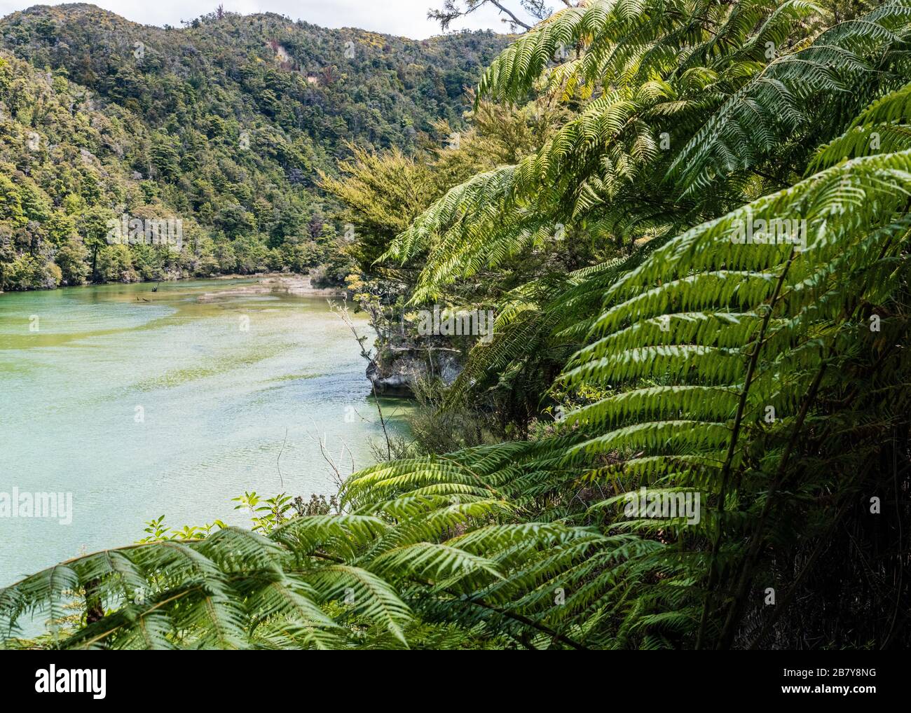 Wide angle shot of several plants in front of the water Stock Photo - Alamy