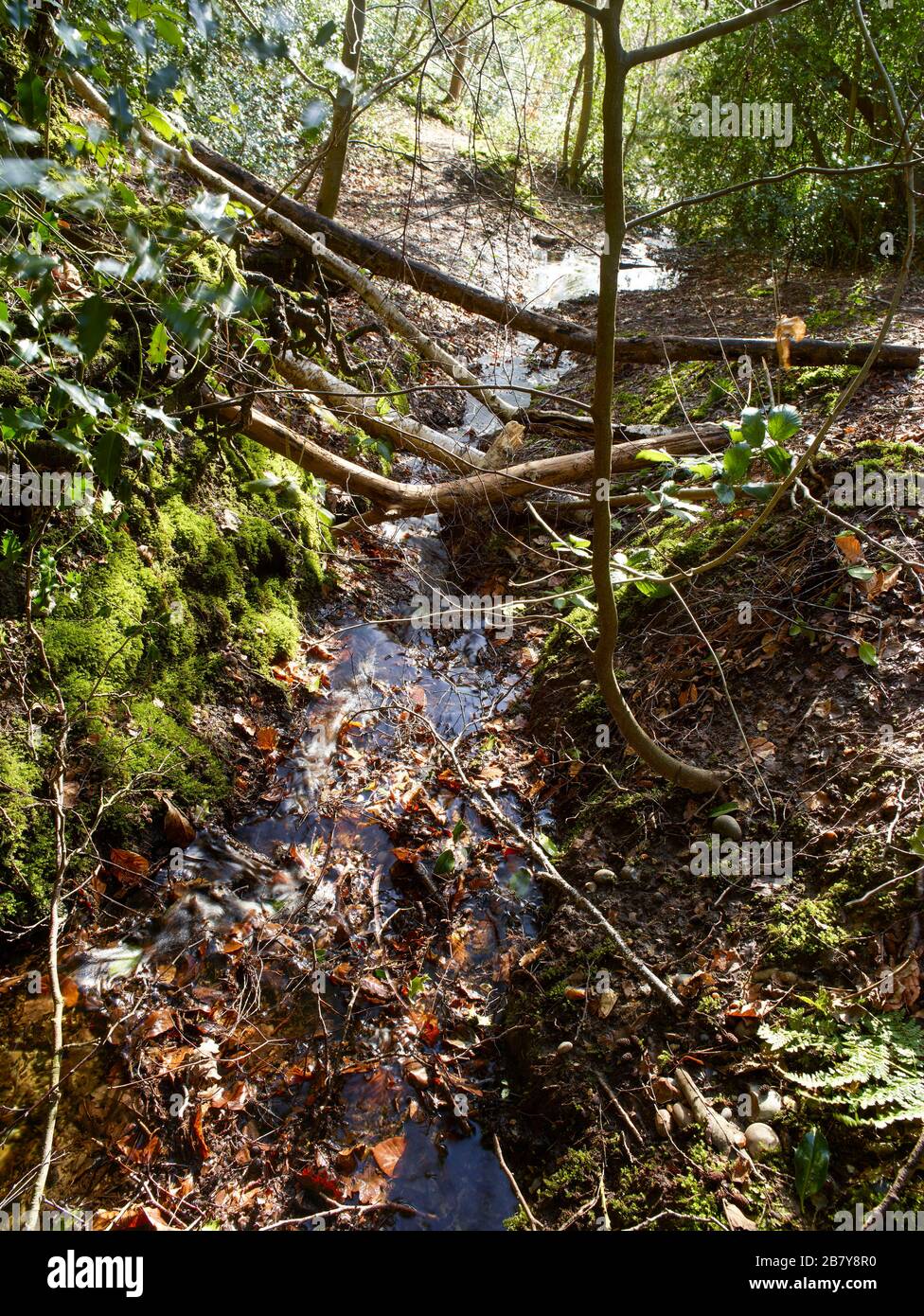 Natures choas hi-res stock photography and images - Alamy