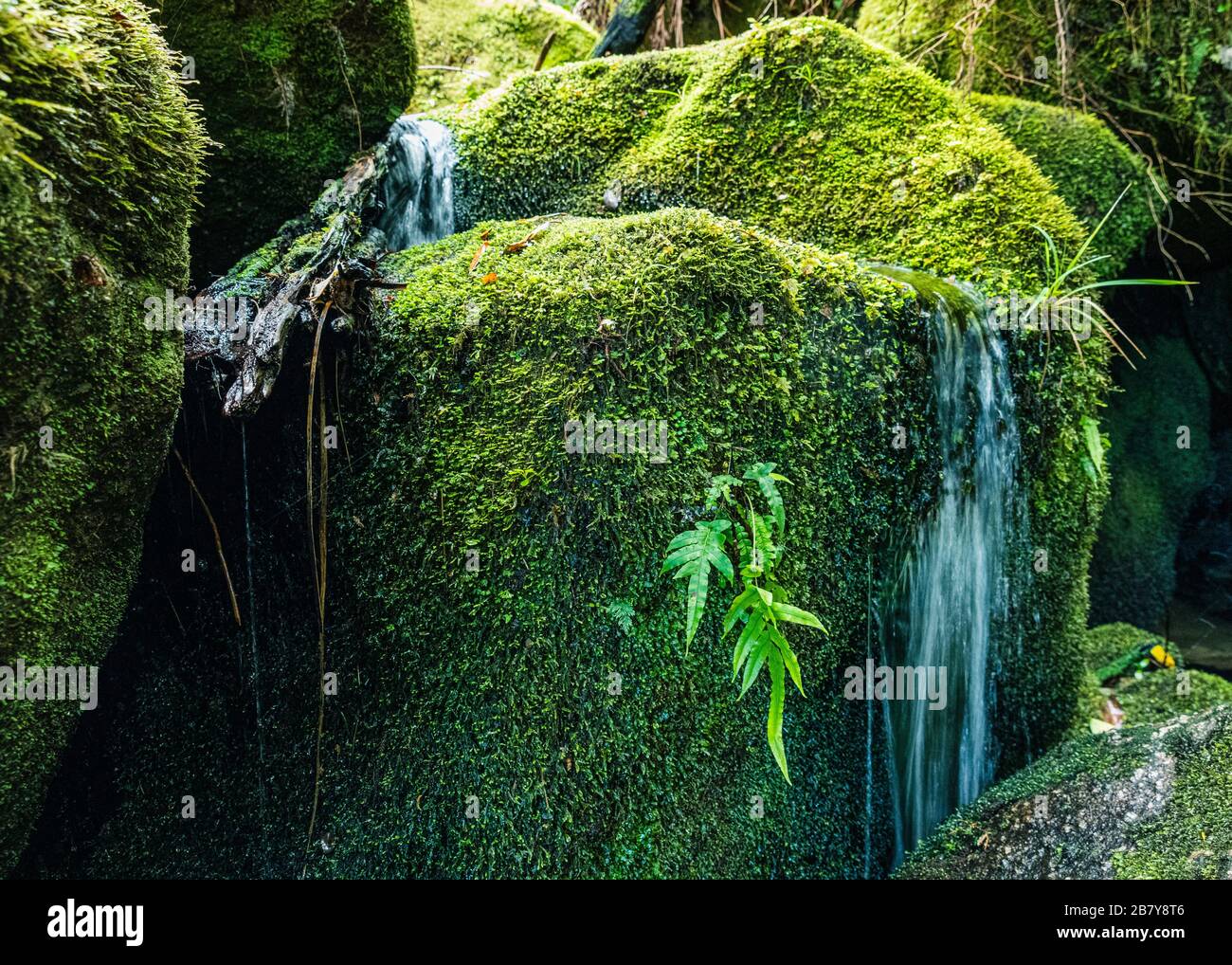 Water flowing from a piece of rock covered entirely in plants and moss ...