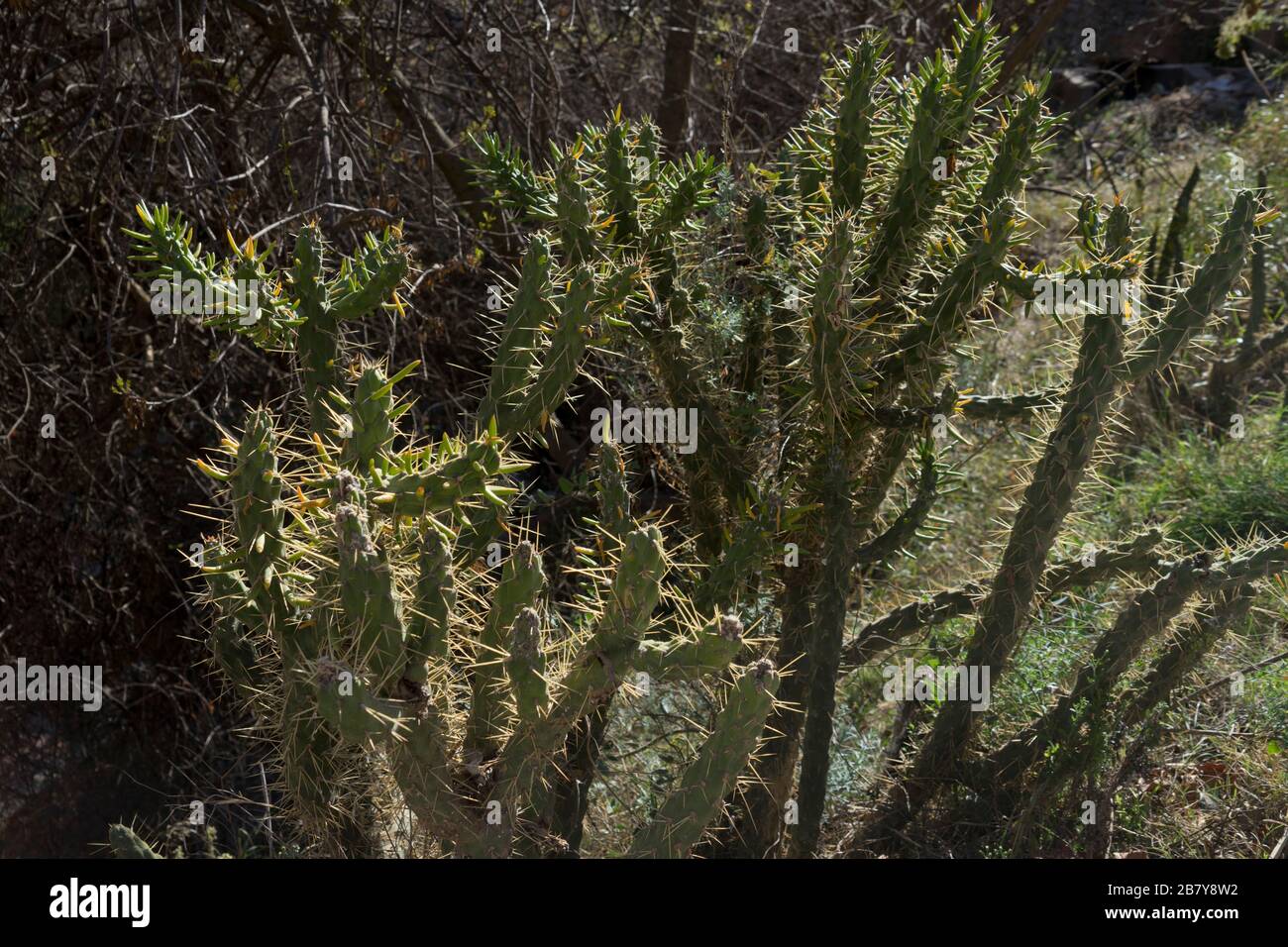 Flora of the atlas mountains hi-res stock photography and images - Alamy