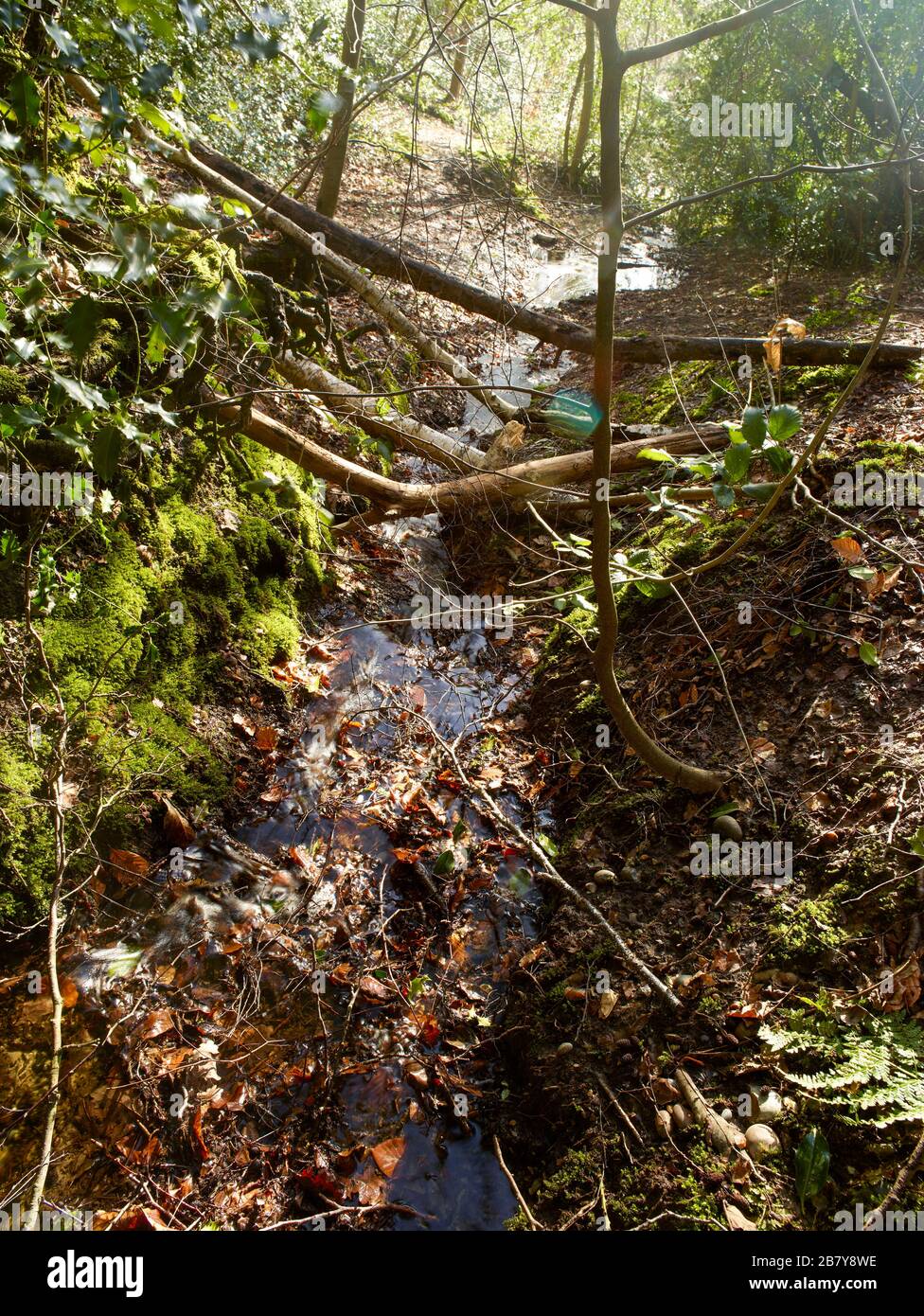 Illustrating Natures chaos with natural environment portraits Stock ...