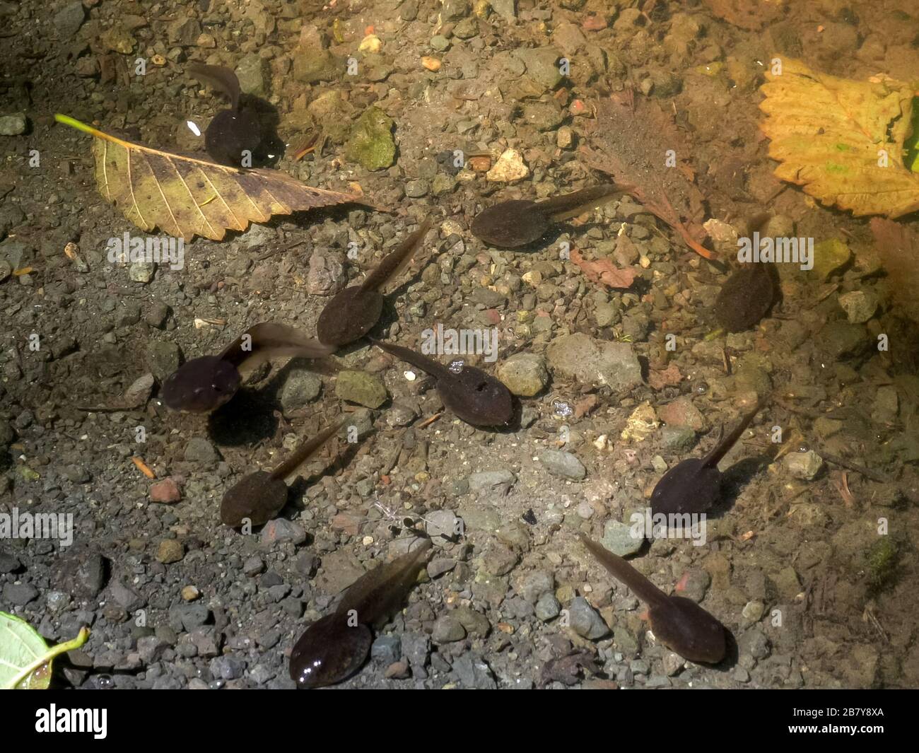 Tadpoles Swimming Underwater Stock Photos & Tadpoles Swimming ...