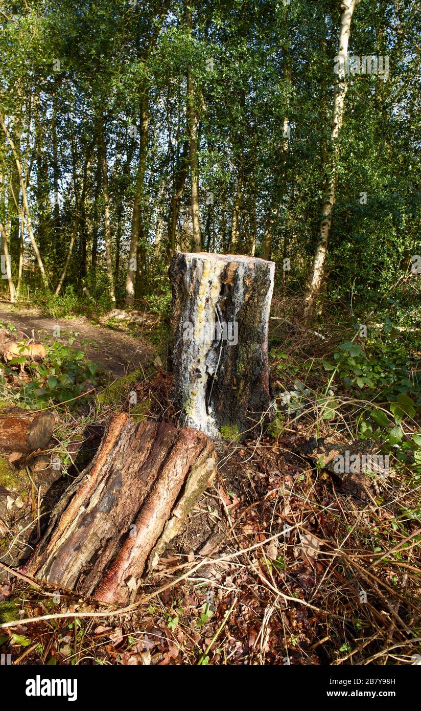 Cut tree trunk oozing white sap Stock Photo - Alamy
