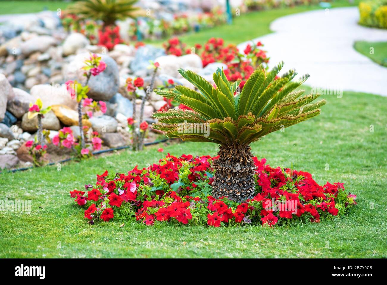 Small green palm tree surrounded with bright blooming flowers growing ...