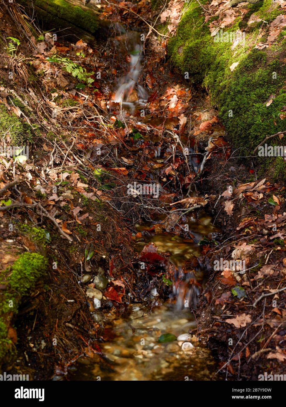 Illustrating Natures chaos with natural environment portraits Stock ...