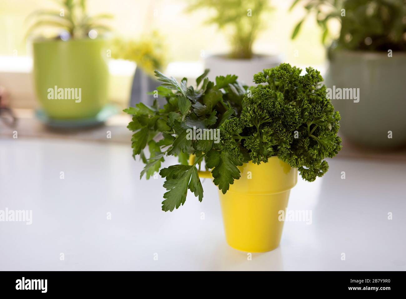 Bunch of fresh parsley in yellow ceramic pot stand on white table in ...
