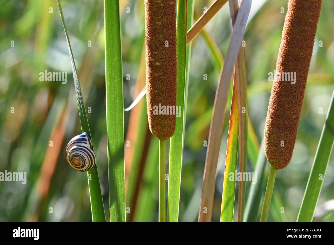 Bullrush and snail in Ontario, Canada Stock Photo - Alamy