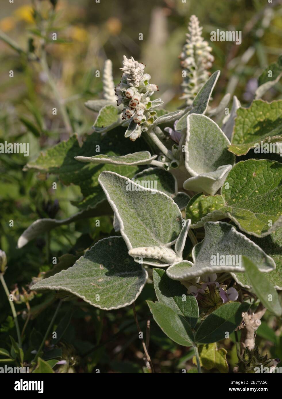 Sideritis Plants High Resolution Stock Photography and Images - Alamy