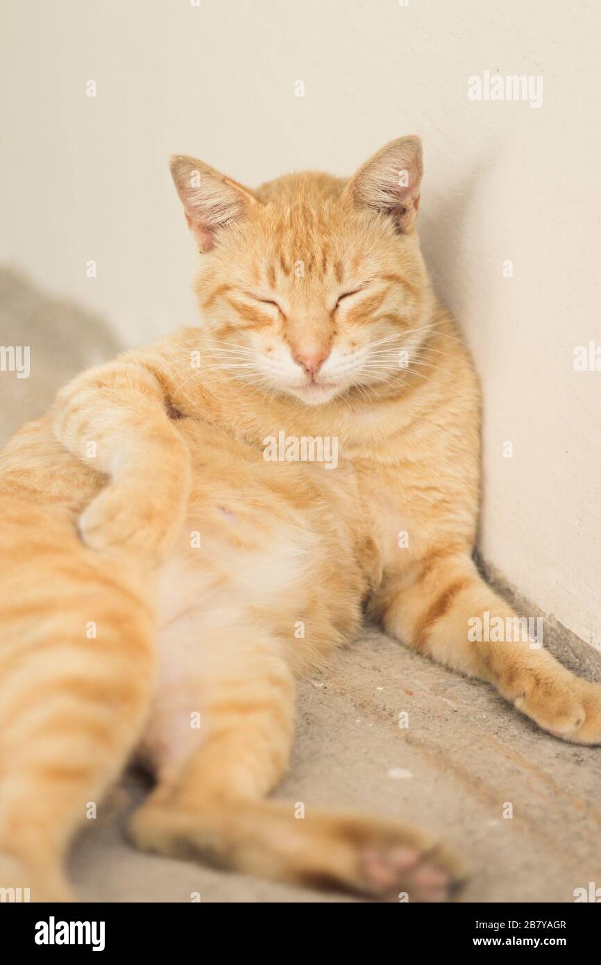 Light Brown Cat Without Stripes