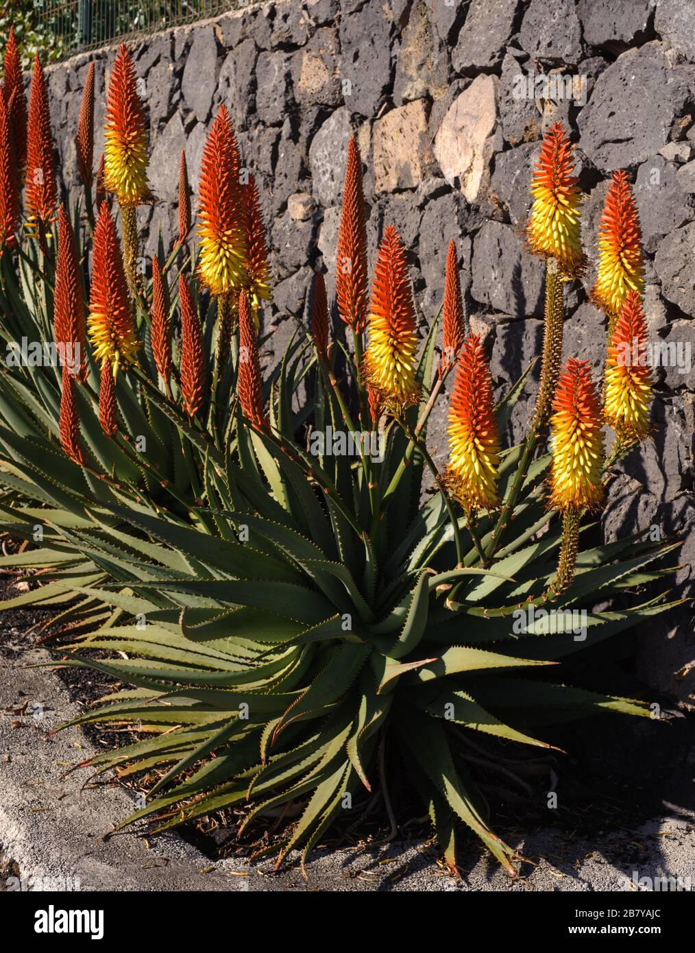 Aloe mutabilis hi-res stock photography and images - Alamy