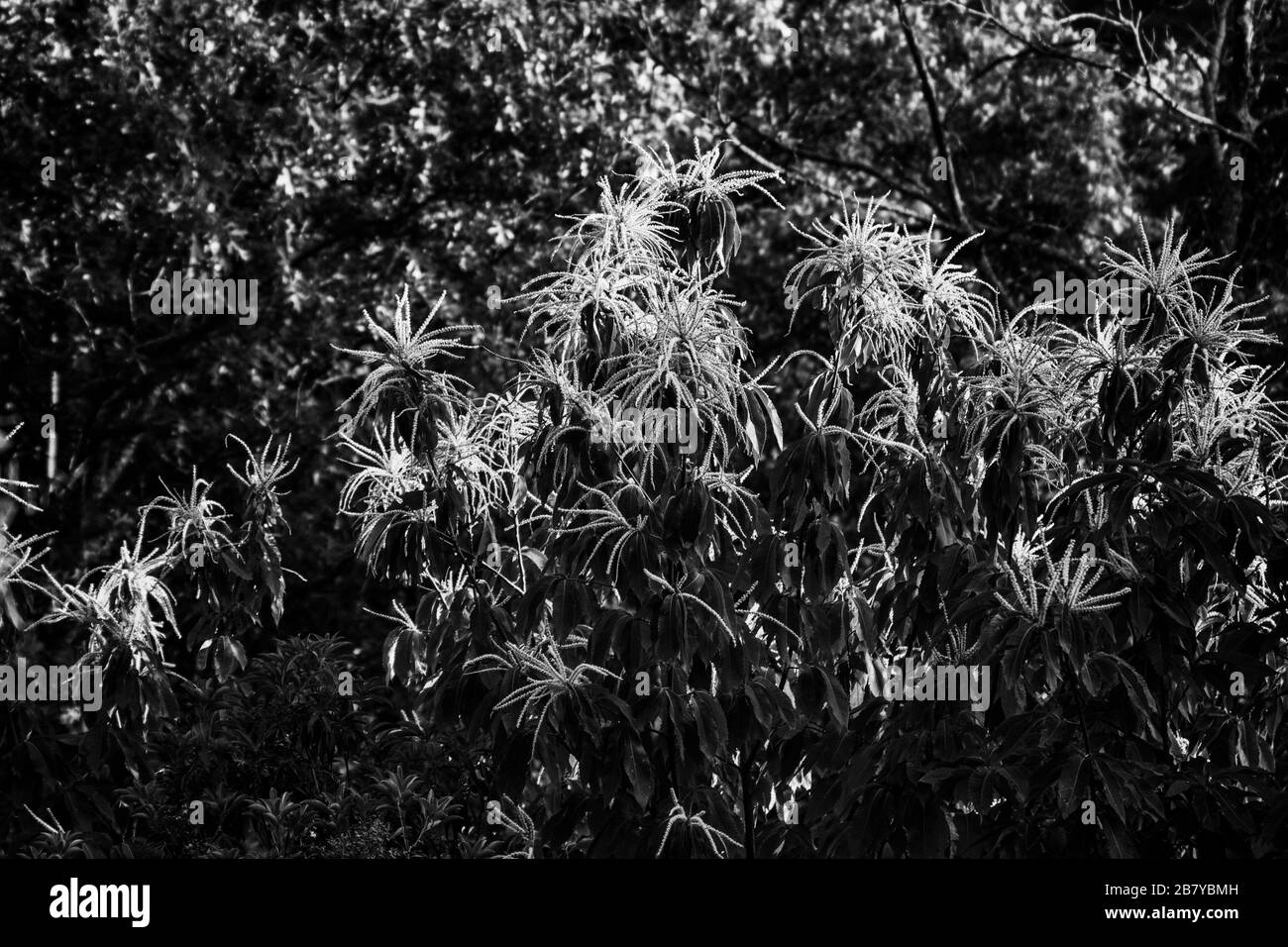 An American Chestnut tree (Castanea dentata) on the Blue Ridge Parkway ...