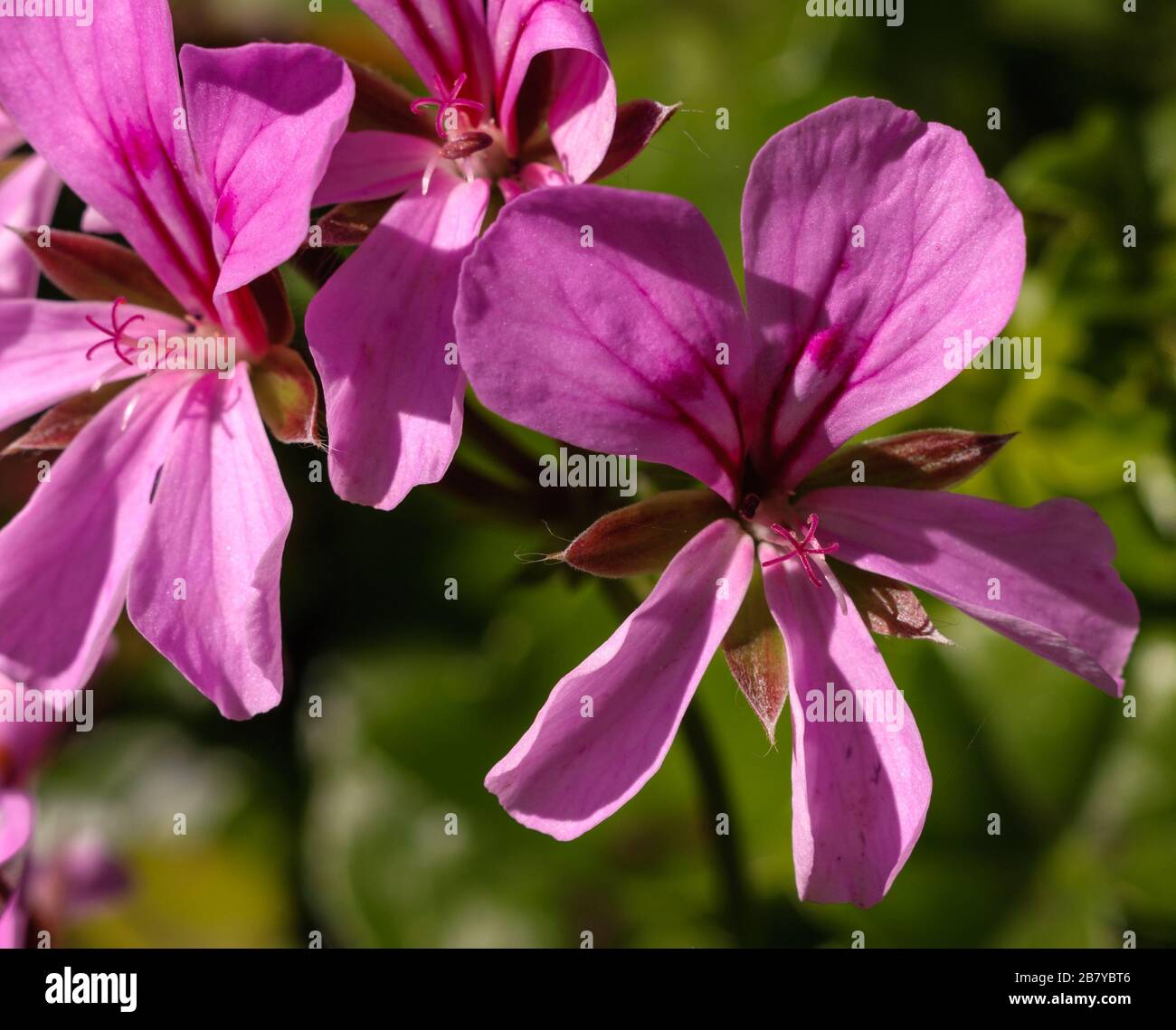 Pelargonium Peltatum High Resolution Stock Photography and Images - Alamy