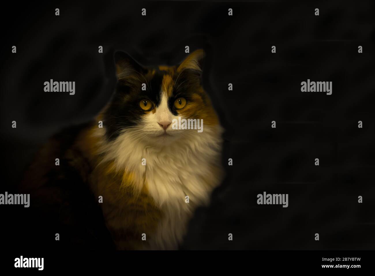 Domestic long-haired cat under the lights against a black background ...