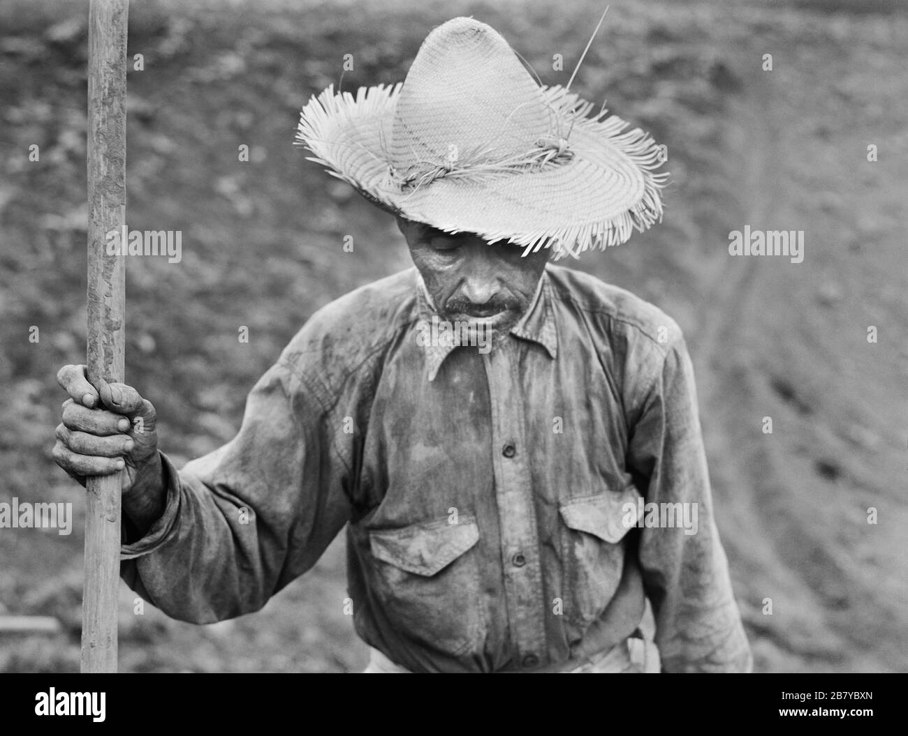 Half-Length Portrait of Tobacco Farm Laborer, Barranquitas, Puerto Rico, Jack Delano for U.S ...