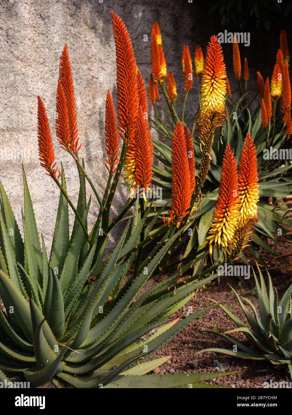 Aloe mutabilis hi-res stock photography and images - Alamy