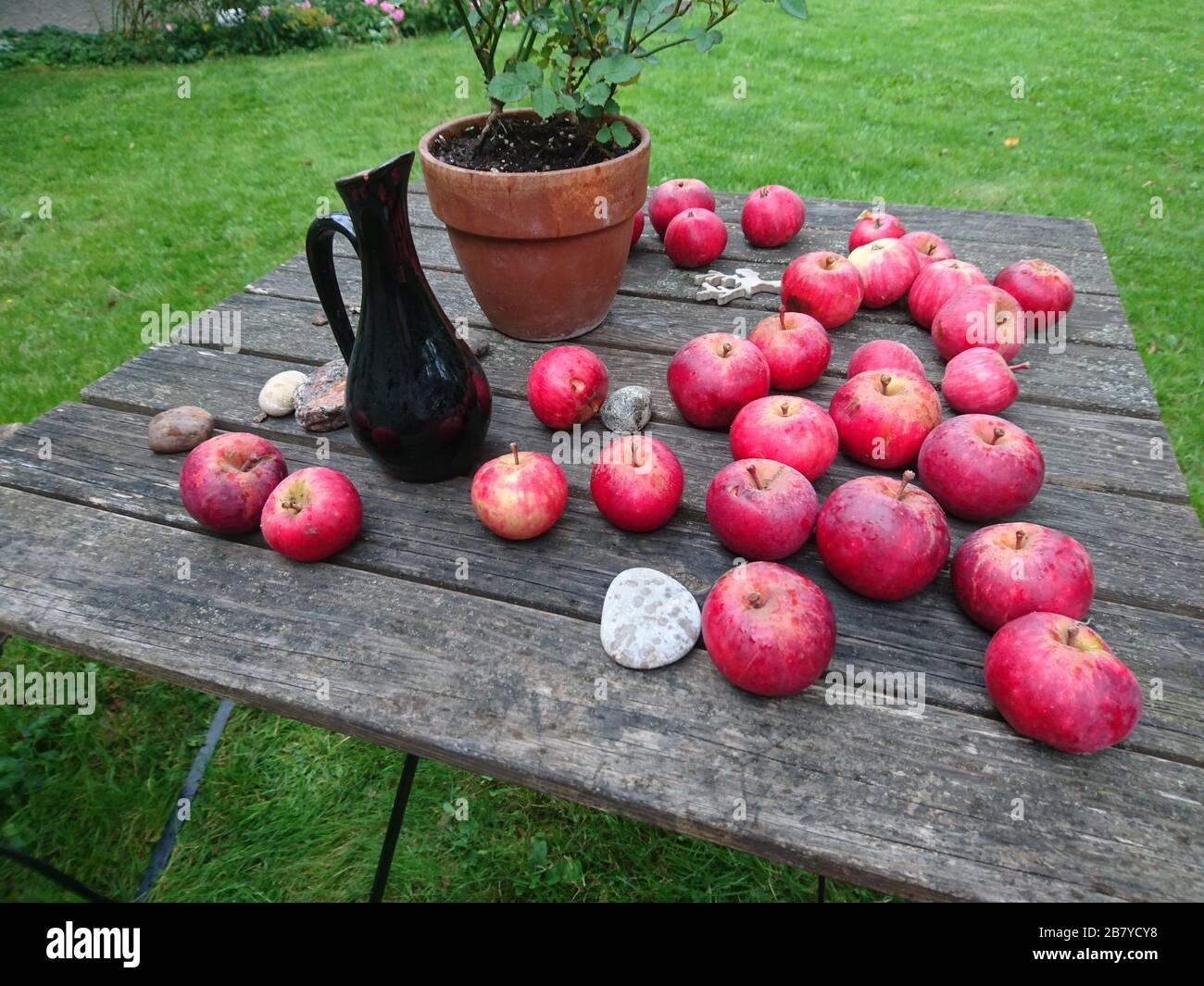 Lot of red apples with a flower pot and a black clay jug on a wooden ...