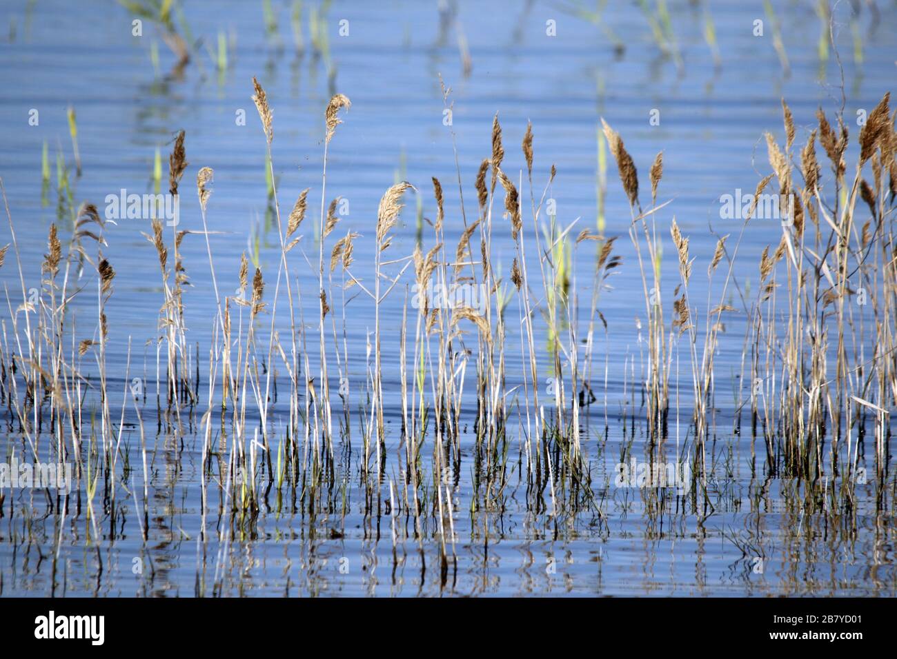 Reed lake during summer wild hi-res stock photography and images - Alamy