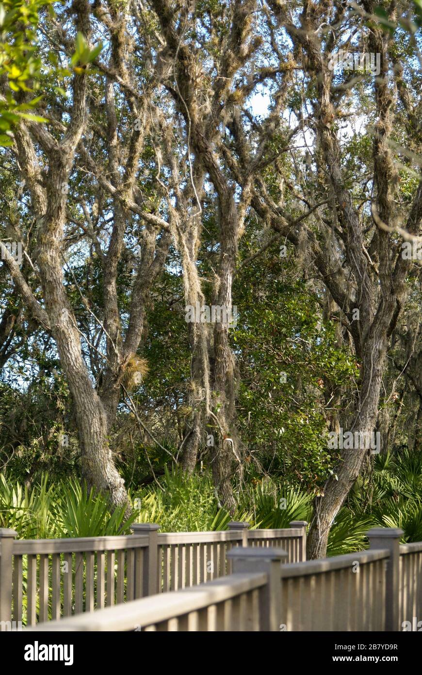 Vertical picture of Ficus citrifolias under the sunlight in Florida in ...