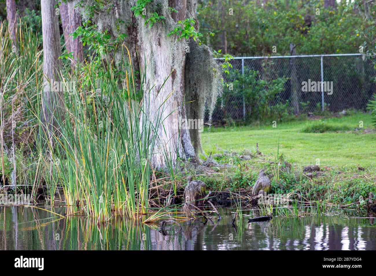 Reeds and grass line a lake in Florida with mossy trees Stock Photo - Alamy