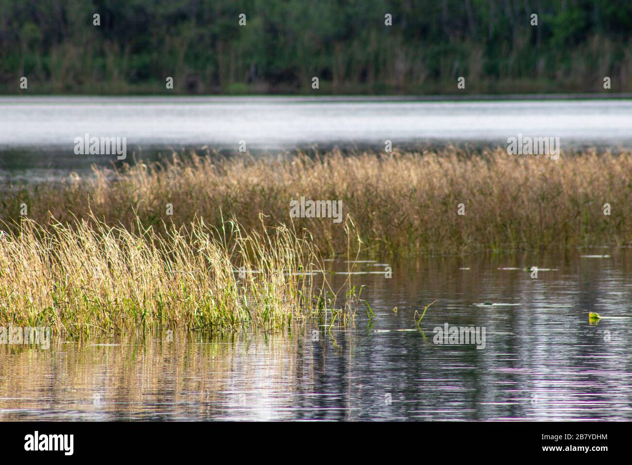 Green grass stem hi-res stock photography and images - Alamy