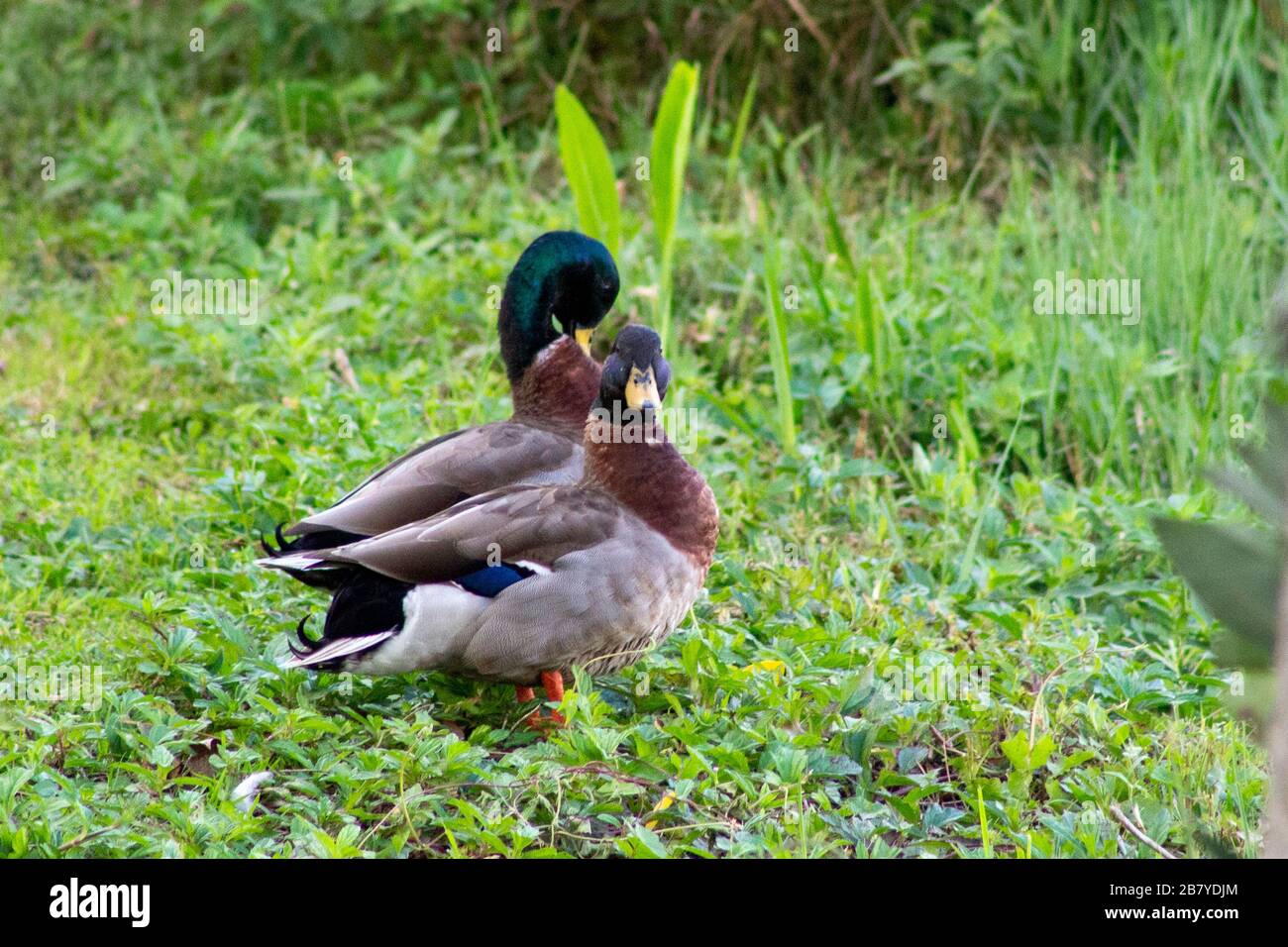 Green headed ducks hi-res stock photography and images - Alamy