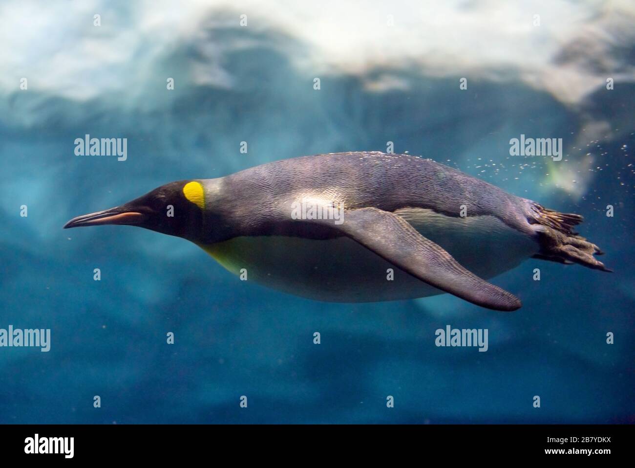 Emperor Penguin Swimming