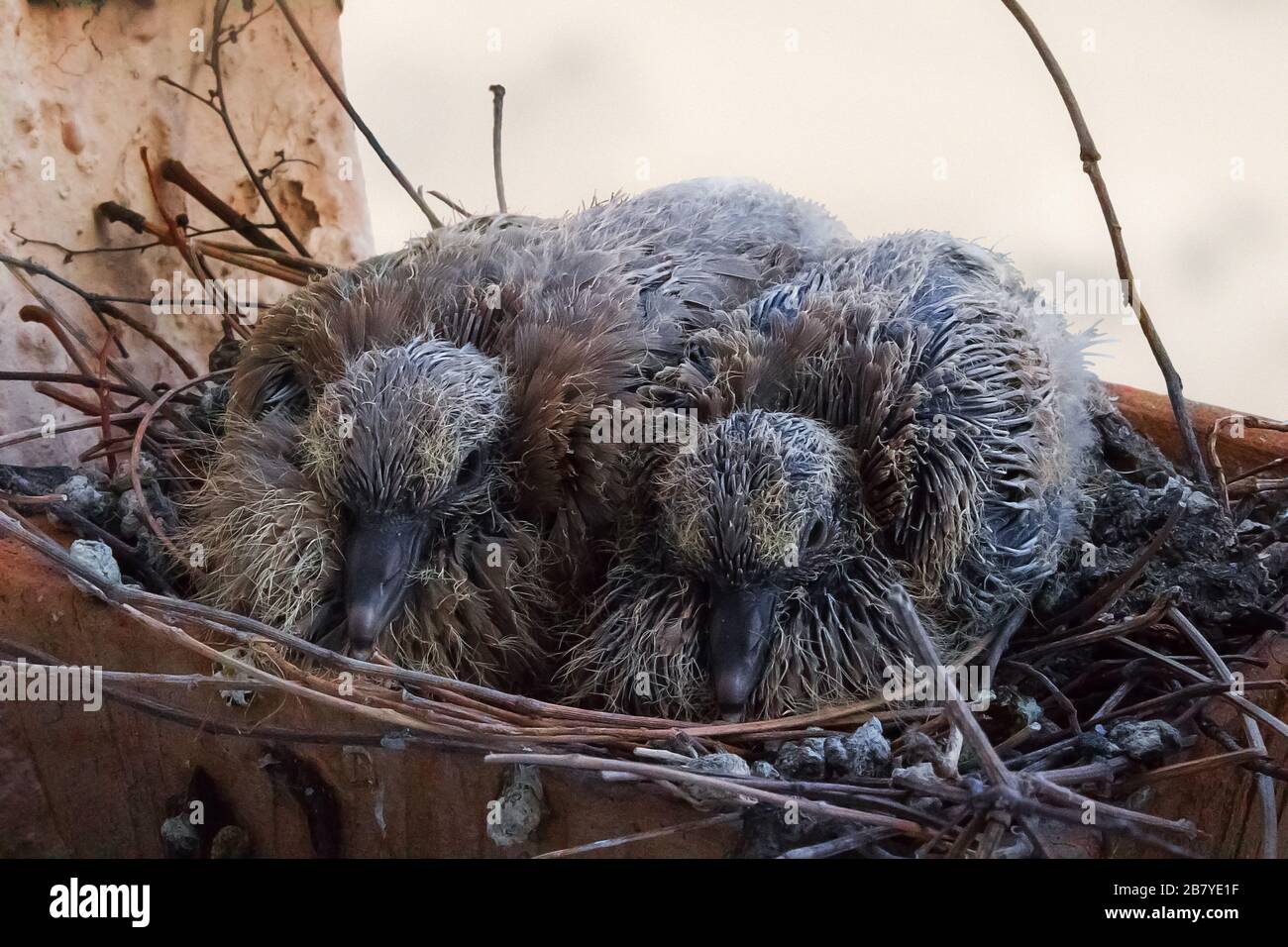 Two eight-day-old dove nestlings are nesting in flower pot on a ...