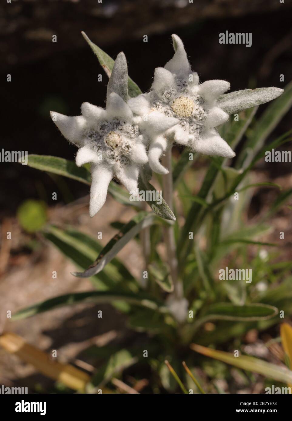 Leontopodium alpinum edelweiss hi-res stock photography and images - Alamy