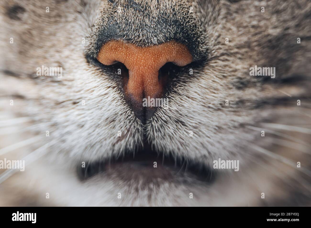 Closeup cat smelling camera hi-res stock photography and images - Alamy