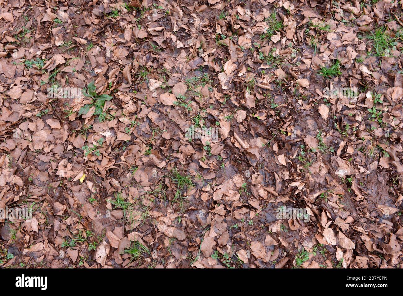Leaf litter on the ground under trees on the downs, Bristol UK Stock ...