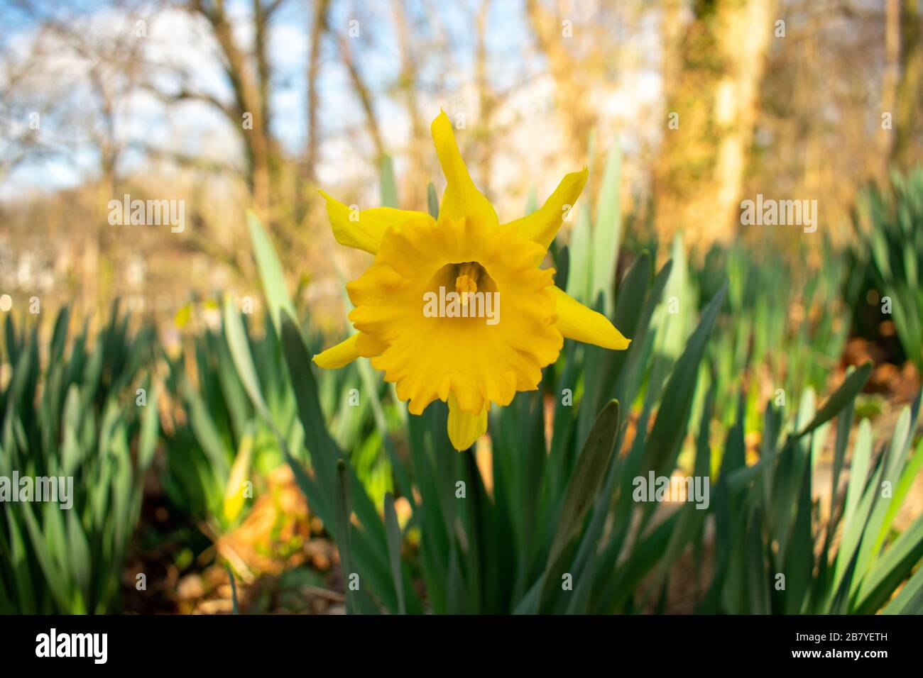 Color dead yellow plants hi-res stock photography and images - Alamy