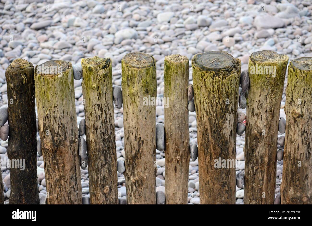 Groynes comprising upright wooden poles at the beach in Minehead ...