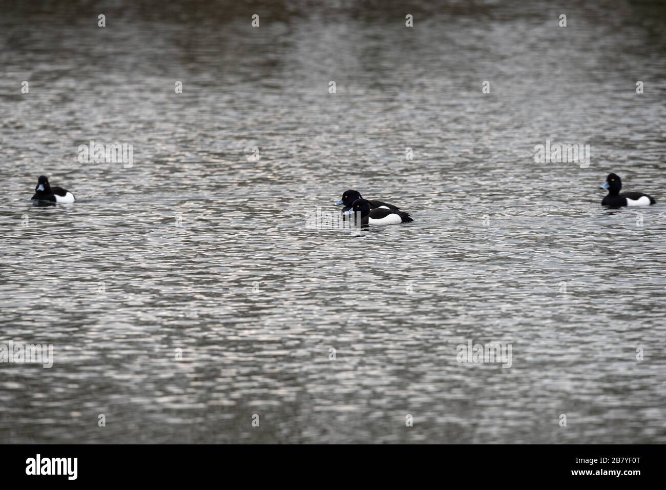 Wide angle shot of several black birds on the water Stock Photo - Alamy